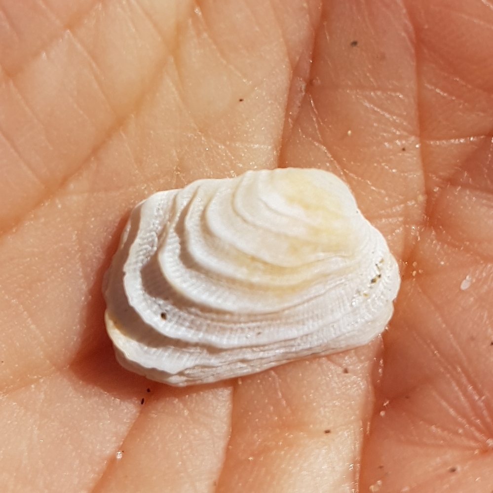 Irus irus (Linnaeus, 1758)