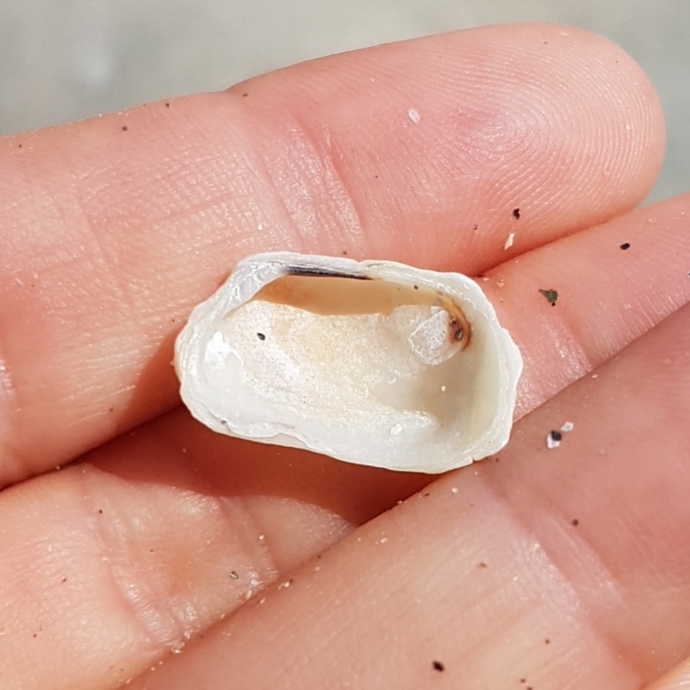 Irus irus (Linnaeus, 1758)