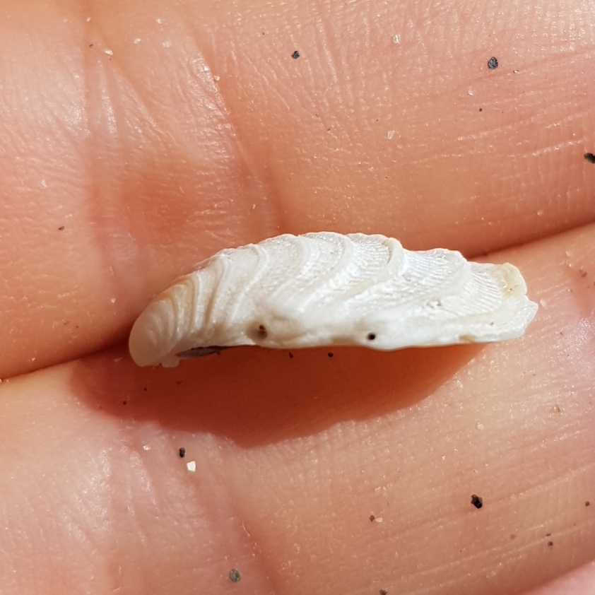 Irus irus (Linnaeus, 1758)