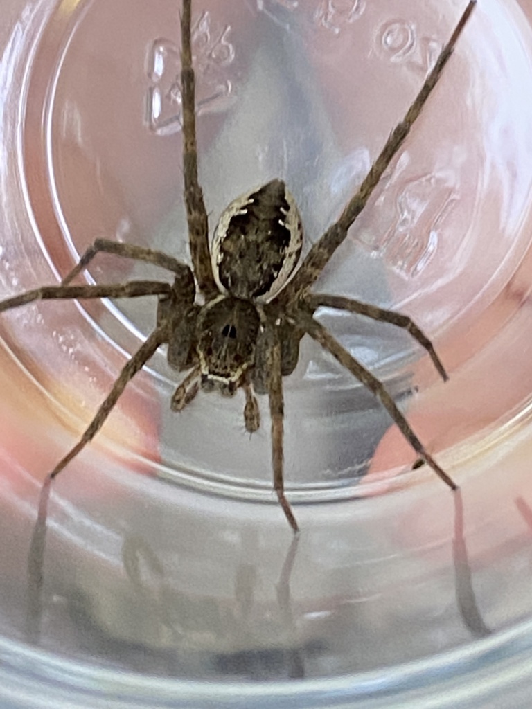 Banded Fishing Spider from Frick Park, Pittsburgh, PA, US on August 29 ...