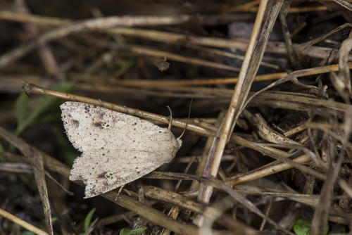 Mythimna subplacida · iNaturalist