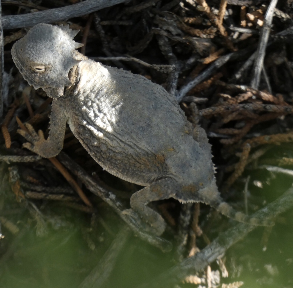 Roundtail Horned Lizard from Golden Open Space, Sandoval County, NM ...