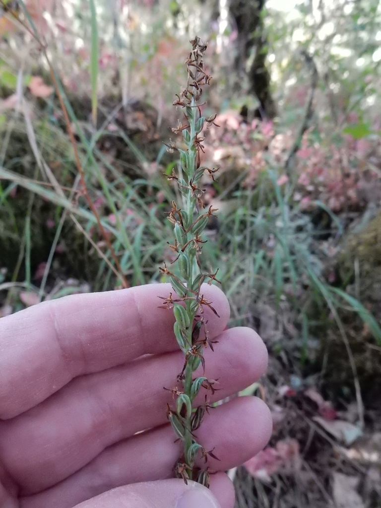 Flat Spurred Piperia in August 2022 by Ed Alverson. HBRA, Eastern ...