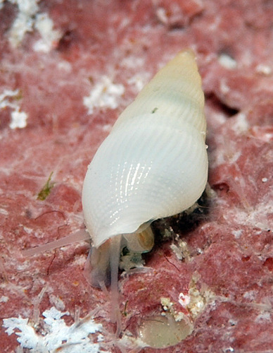 género Moerchiella · iNaturalist Ecuador