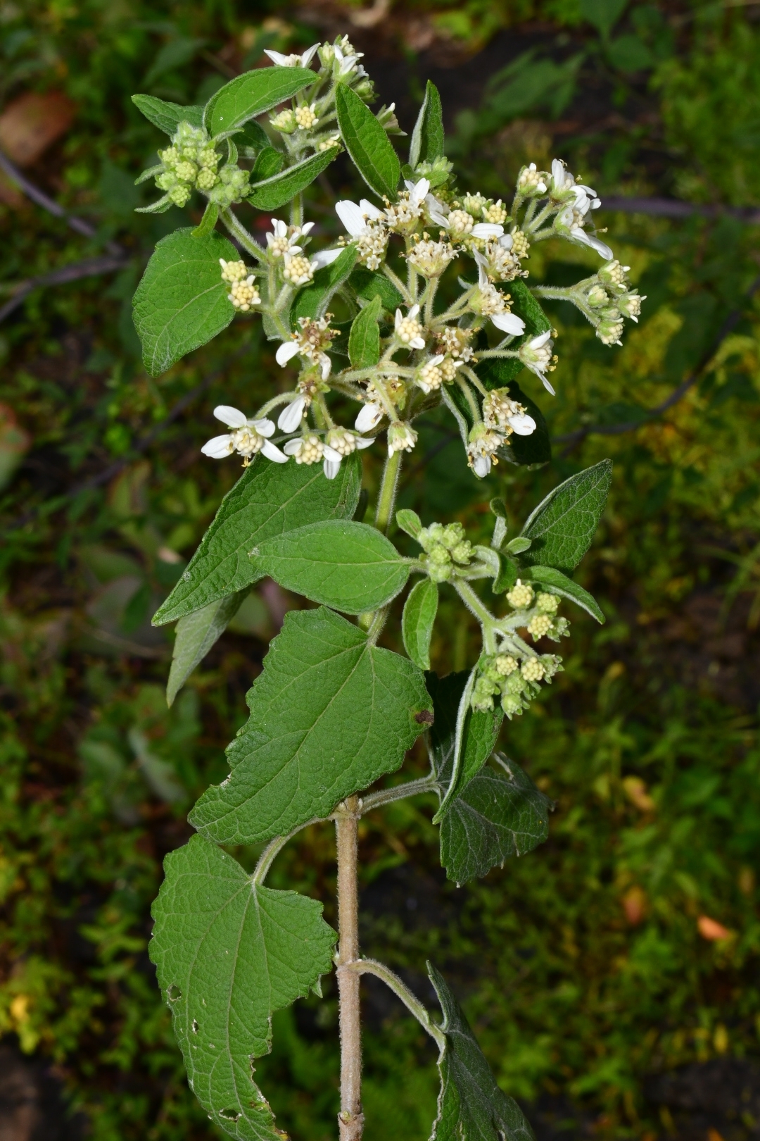Montanoa tomentosa Cerv.