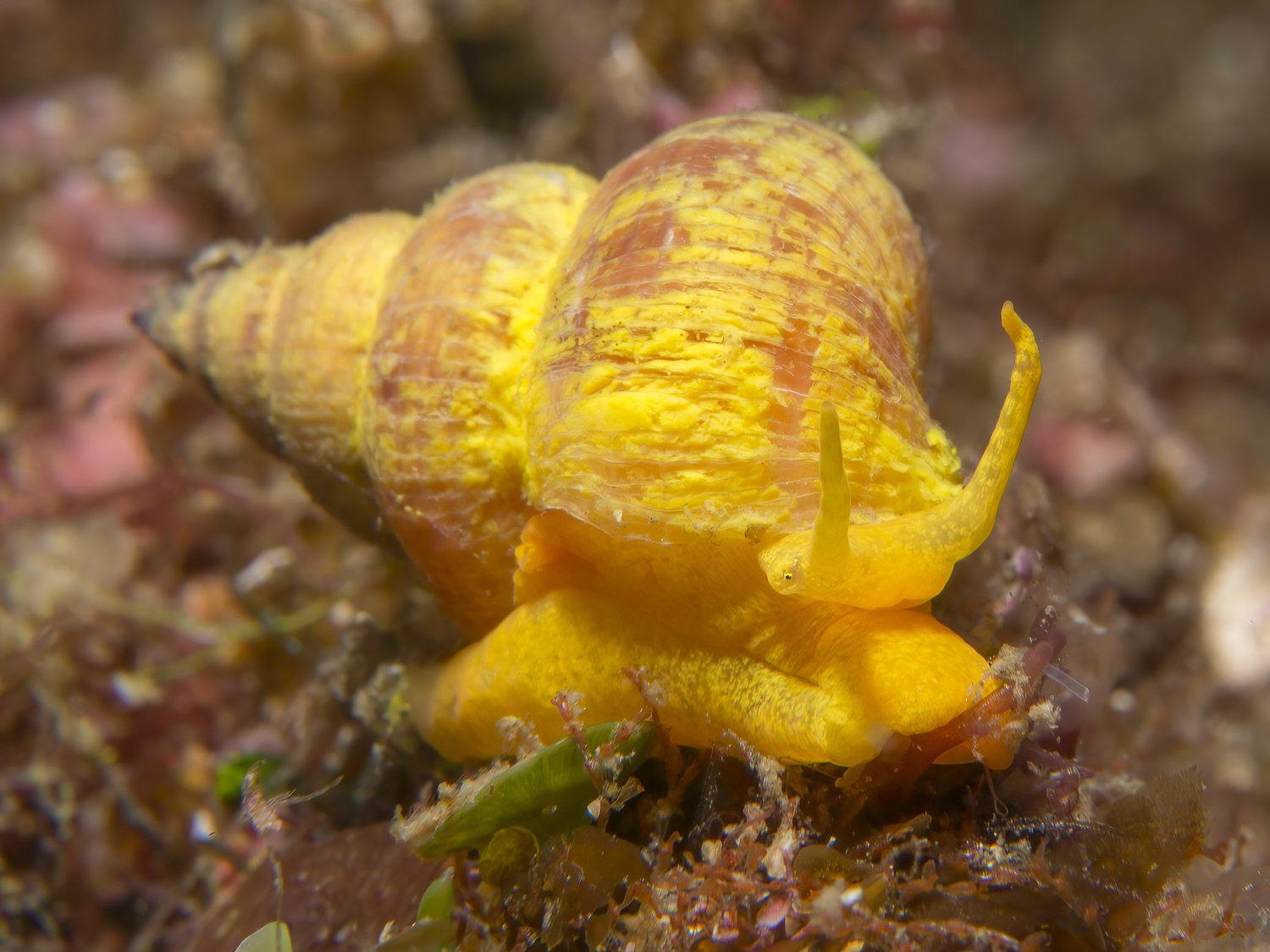 Epidendrium billeeanum (DuShane & Bratcher, 1965)