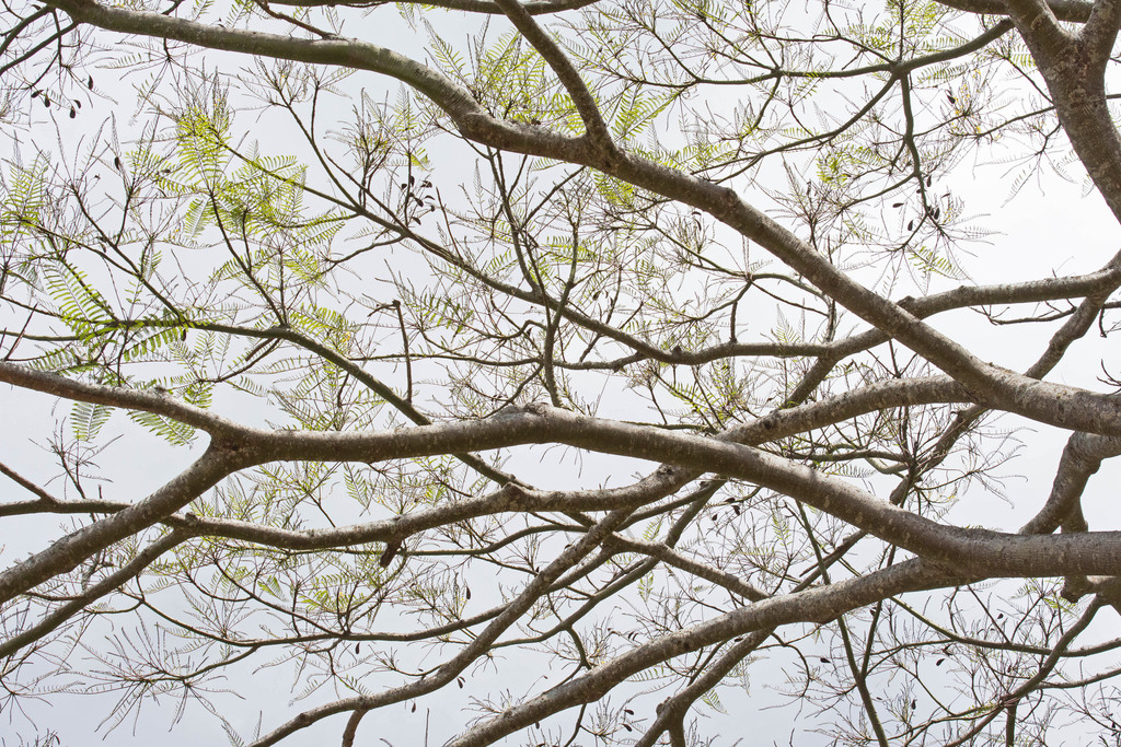 Árbol del zope desde Pedra Dourada, MG, 36847-000, Brasil el 28 de ...