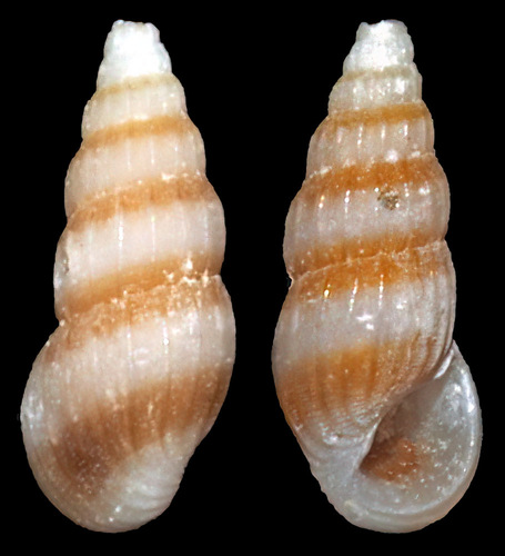 Rissoina honoluluensis · iNaturalist