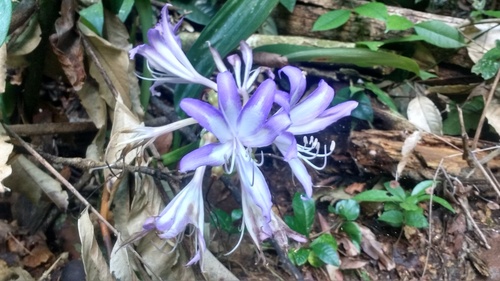 Griffinia concinna · iNaturalist