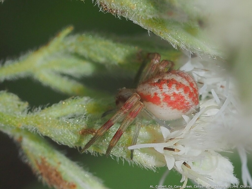 Northern Crab Spider from Cane Creek Canyon, Colbert County, AL, USA on ...