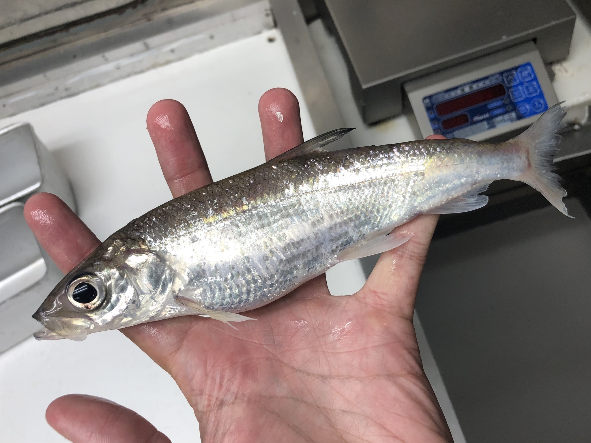 Coregonus kiyi (Koelz, 1921)