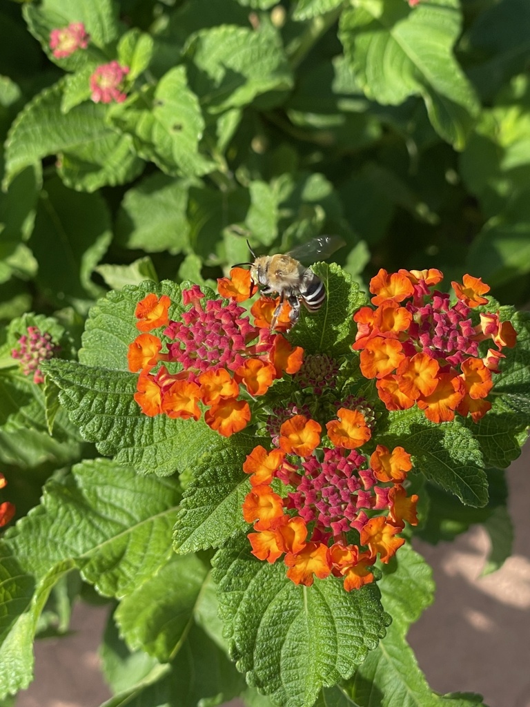 California Digger Bee from ASU Gammage, Tempe, AZ, US on August 27 ...
