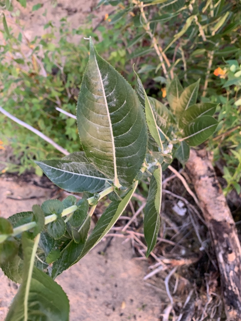 sand dune willow from Tawas Bay, MI, US on August 29, 2022 at 08:09 PM ...
