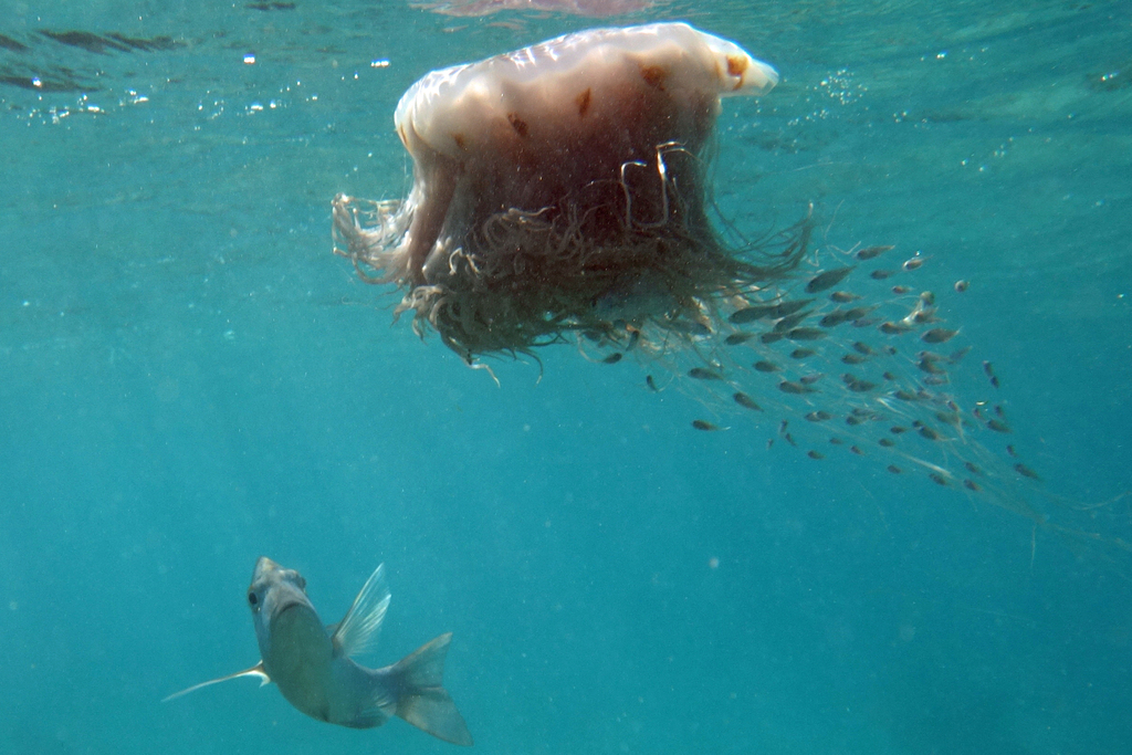 Lion's Mane Jellies from Oyster Stacks, Exmouth, WA, Australia on June ...