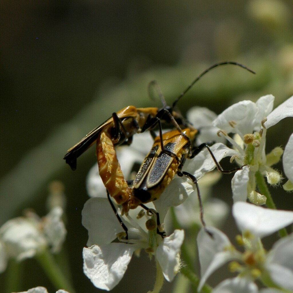 Chauliognathus lewisi lewisi from Albuquerque, NM, USA on August 29 ...