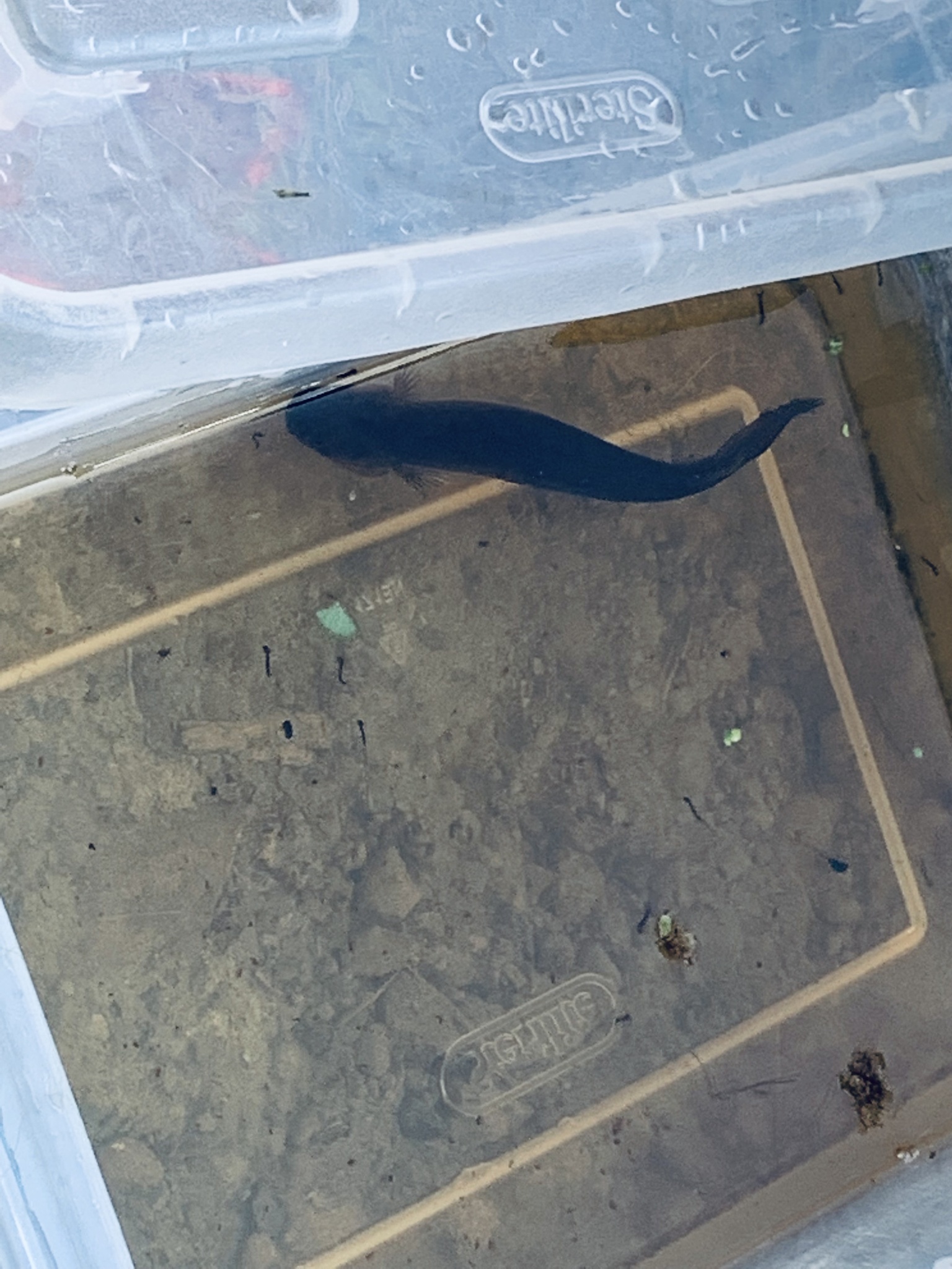 Neochanna Günther, 1867