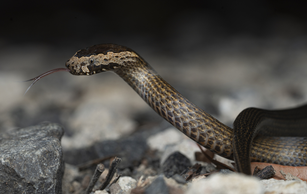 Golden-crowned Snake from Heathcote NSW 2233, Australia on December 18 ...