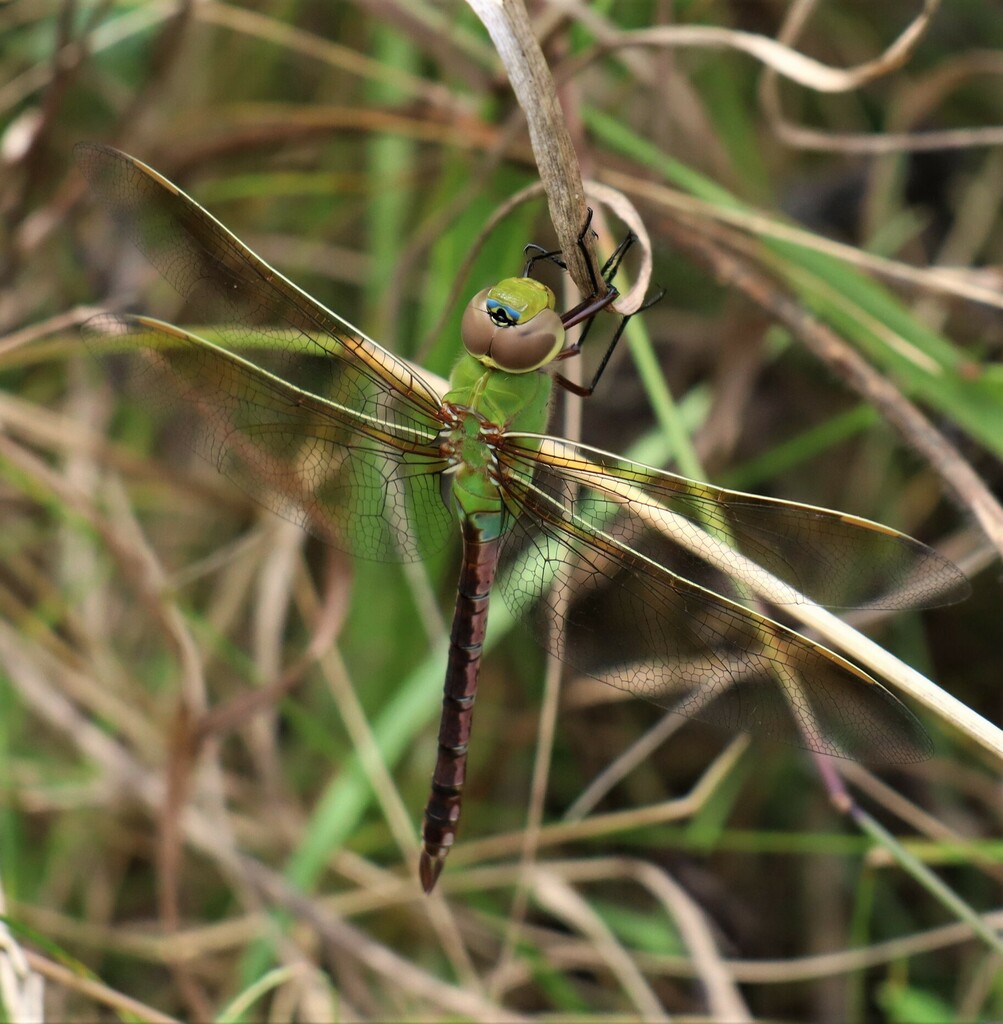 Common Green Darner from Belleville, ON, Canada on August 29, 2022 at ...