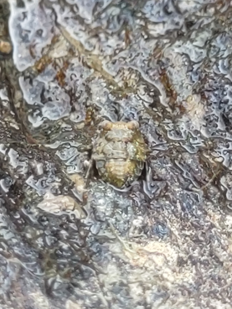 Big-eyed Toad Bug from McLean, VA 22102, USA on August 28, 2022 at 03: ...