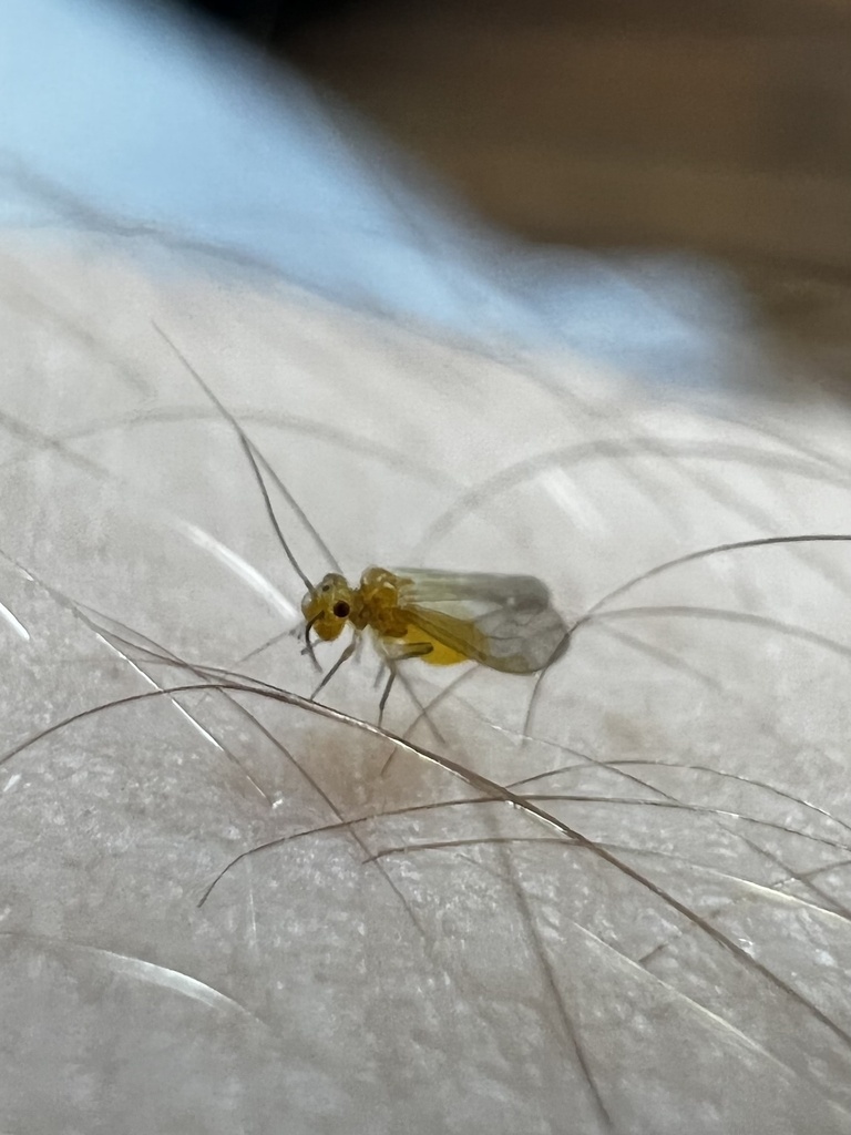 Barklice, Booklice, and Parasitic Lice in August 2022 by Justin ...