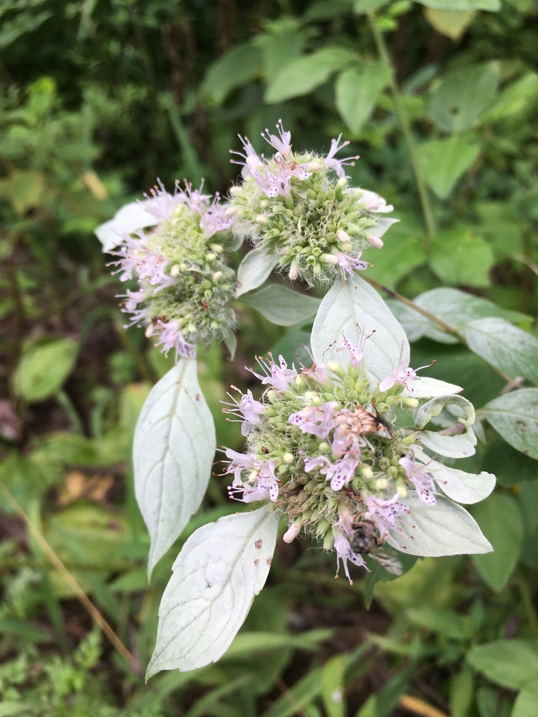 Loomis' Mountainmint from Prentice Cooper State Forest, Chattanooga, TN ...