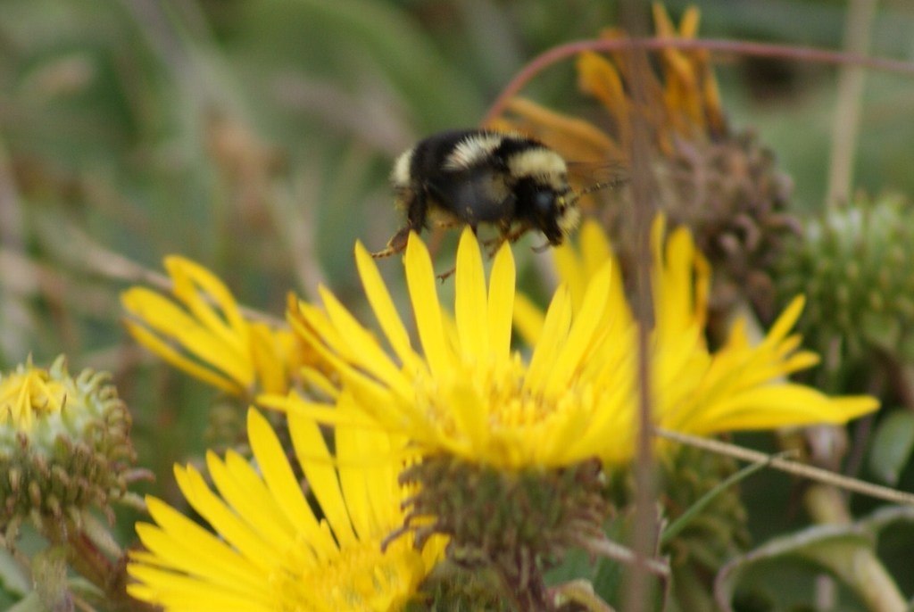 Nearctic Bumble Bee from 45500 Lighthouse Rd, Point Arena, CA 95468 ...