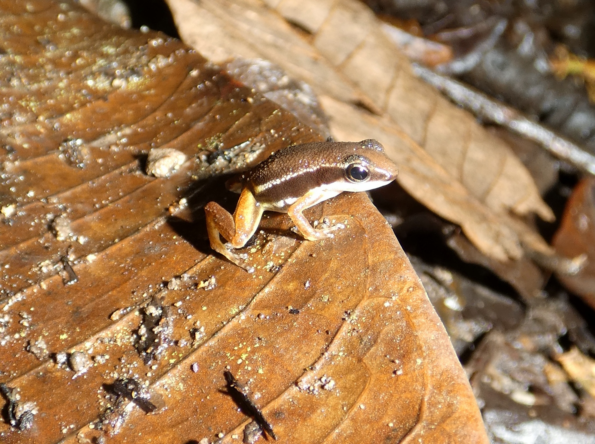 Silverstoneia flotator (Dunn, 1931)