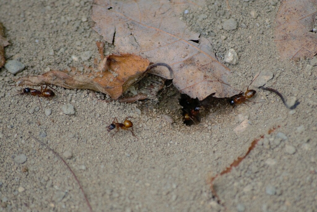 American Carpenter Ant from Coventry, CT, USA on August 28, 2022 at 02: ...