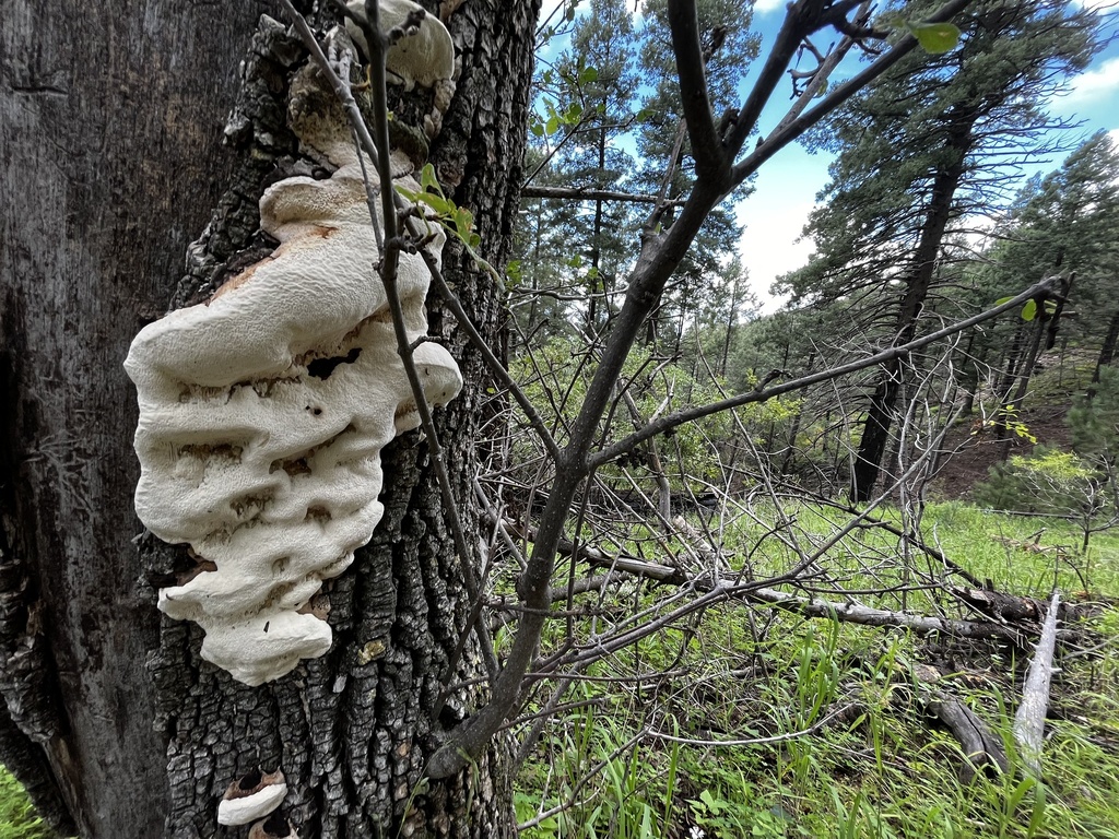 Perenniporia fraxinophila from Coronado National Forest, Sonoita, AZ ...