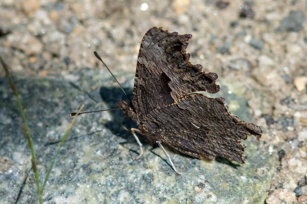 Gray Comma from Whitefield, NH, USA on August 28, 2022 at 11:02 AM by ...