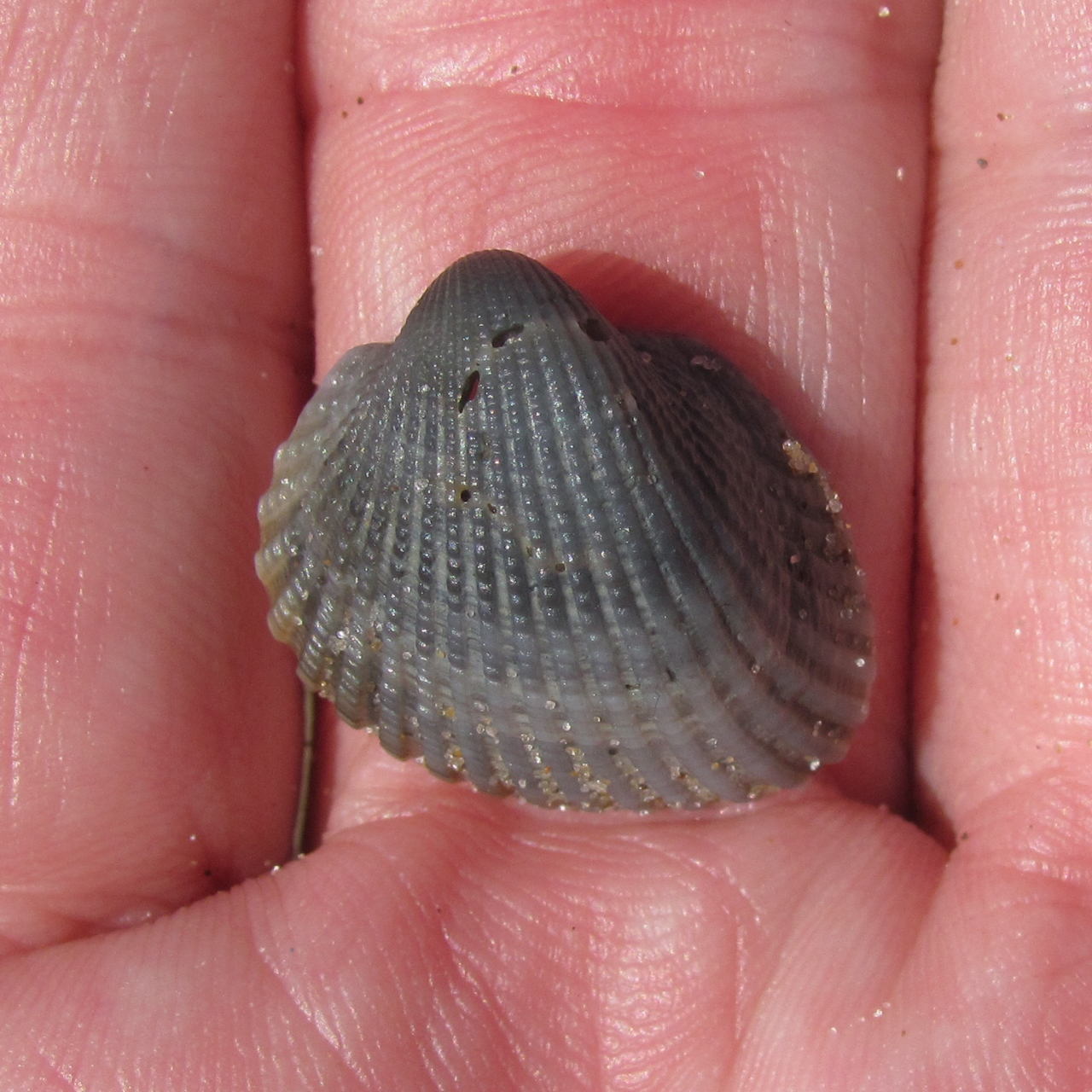 Anadara chemnitzii (Philippi, 1851)