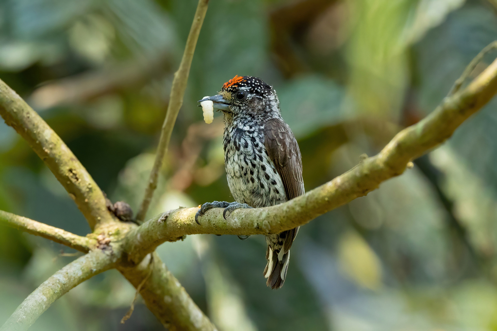 Ocellated Piculet from El Oconal, Villa Rica on August 26, 2022 at 11:34 AM by thibaudaronson ...