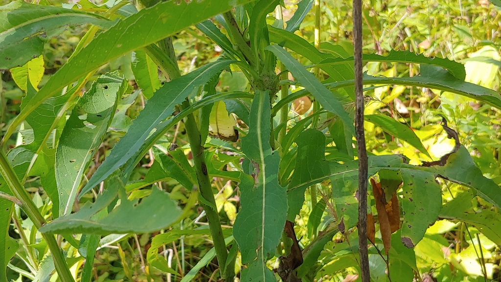 Canada wild lettuce in August 2022 by Ryan Sorrells · iNaturalist