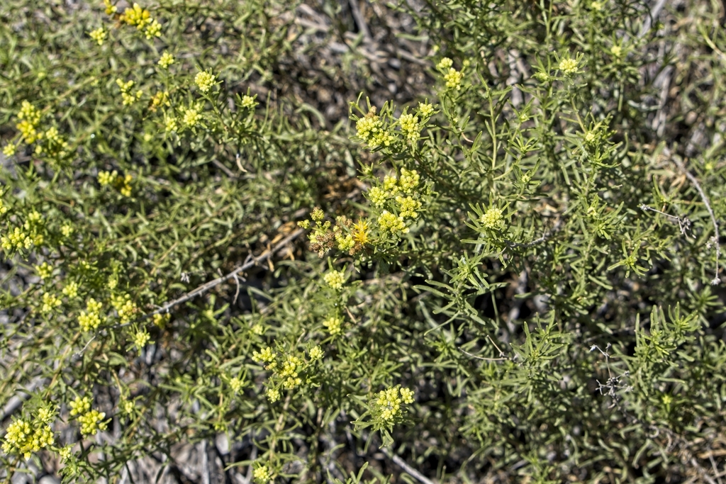 alkali goldenbush from Maricopa County, AZ, USA on August 29, 2022 at ...