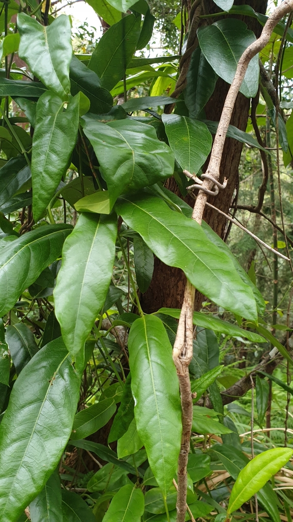 Common Silkpod in August 2022 by Peta · iNaturalist