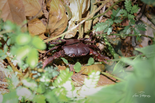 Karkata ghanarakta · iNaturalist