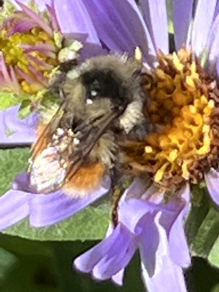 Forest Bumble Bee from E.C. Manning Provincial Park, Okanagan ...
