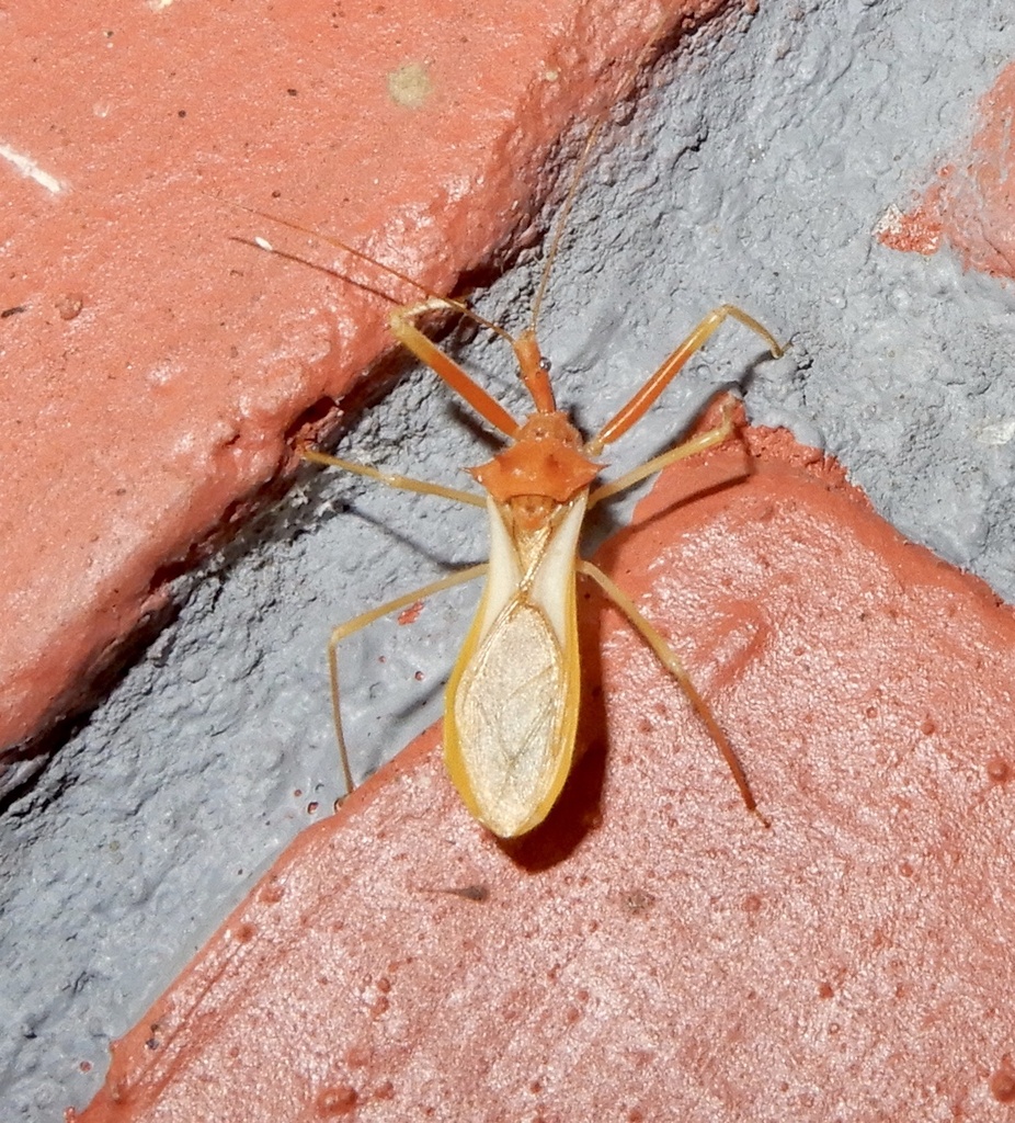 Epidaus bicolor from Udumbanchola, Idukki, KL, IN on August 28, 2022 at ...