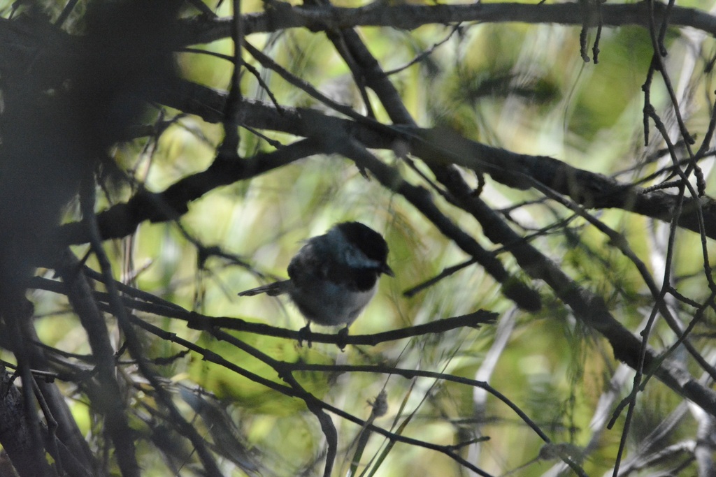 Black-capped Chickadee from Central Kootenay, BC, Canada on August 28 ...