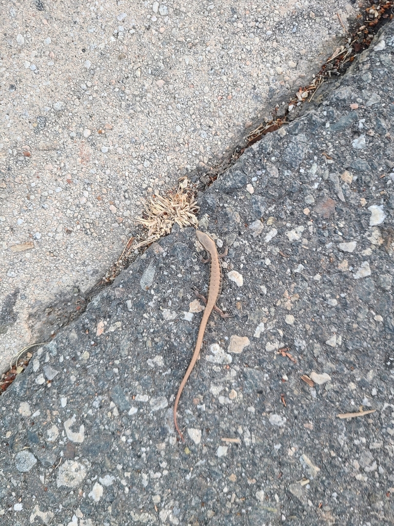 Southern Alligator Lizard from La Cañada Flintridge, CA 91011, USA on ...
