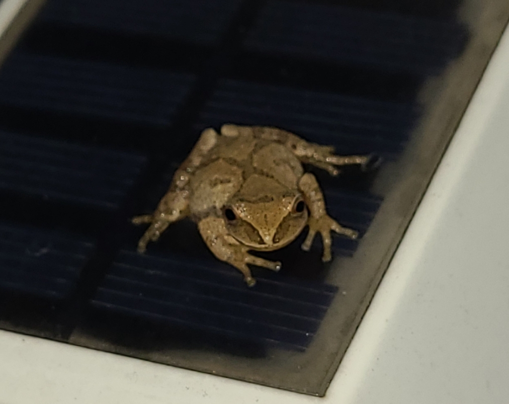 Spring Peeper in August 2022 by Rebecca Gelernter · iNaturalist