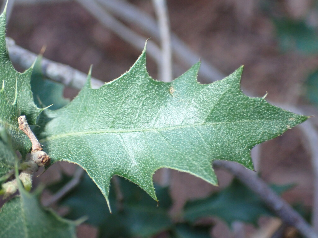 Ajo Mountain scrub oak (Quercus ajoensis) - Botanical Realm