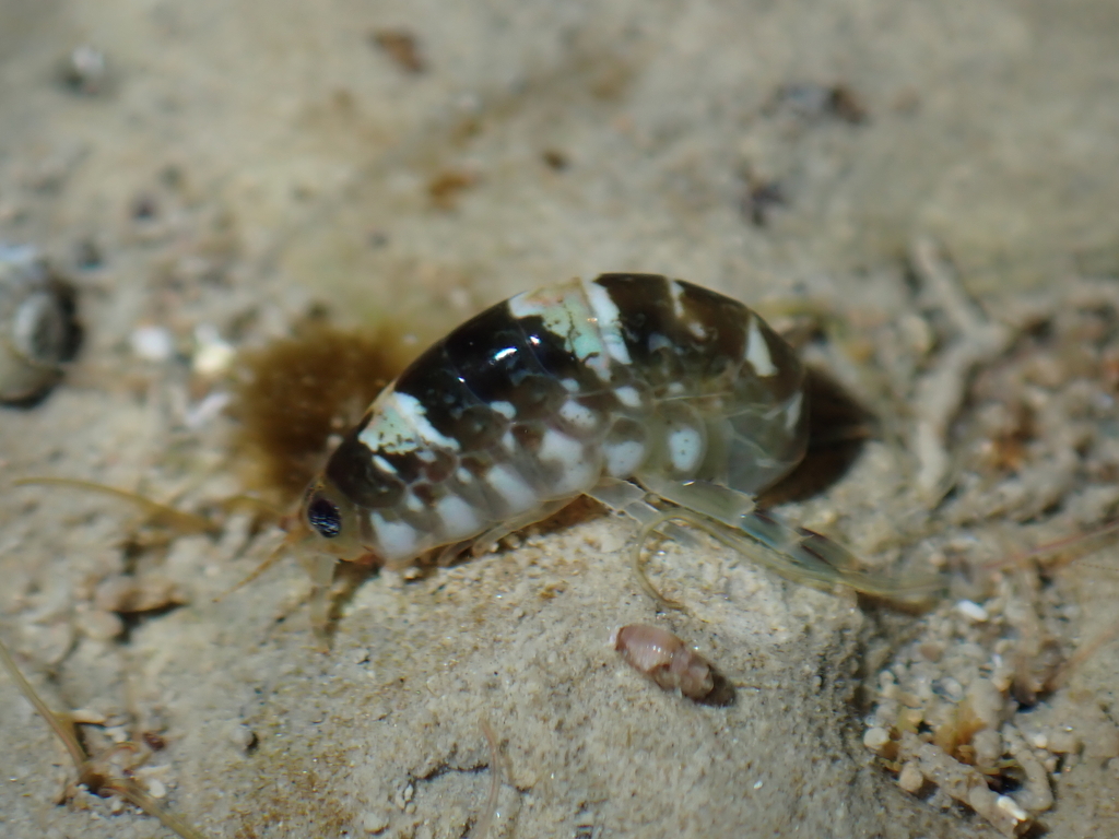 Hyalidae from N end Long Bay-Okura Marine Reserve, Hauraki Gulf, North ...