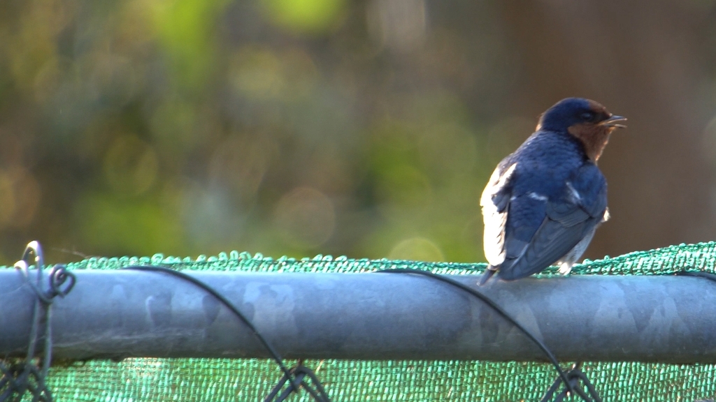 Eastern Welcome Swallow from Maungakotukutuku, New Zealand on August 30 ...