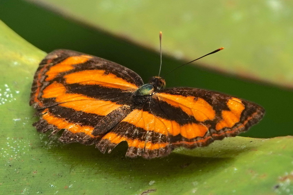 Common Lascar from Krau Reserve Area, Pahang, Malaysia on August 18 ...