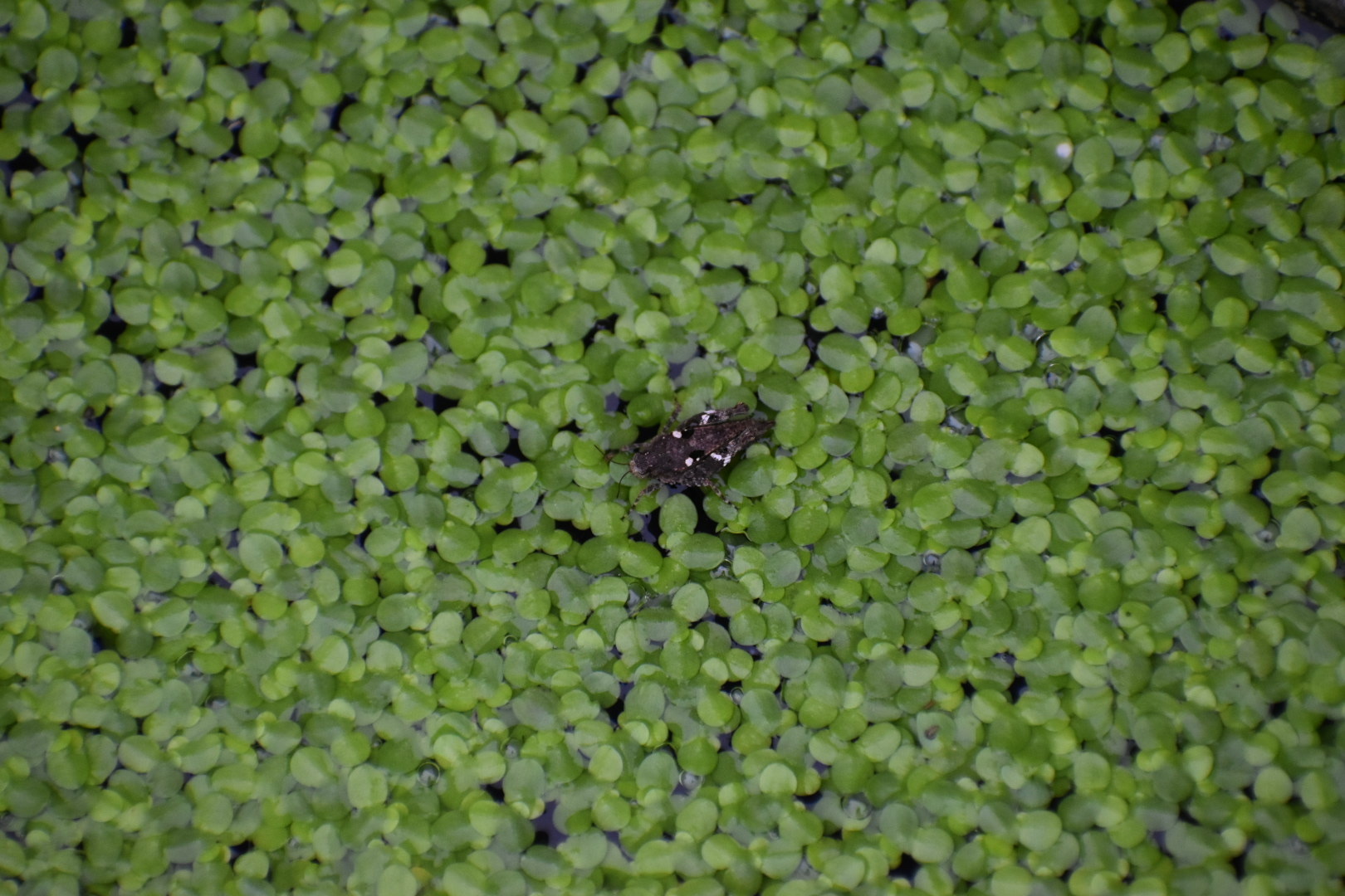 Tetrix japonica (Bolívar, 1887)