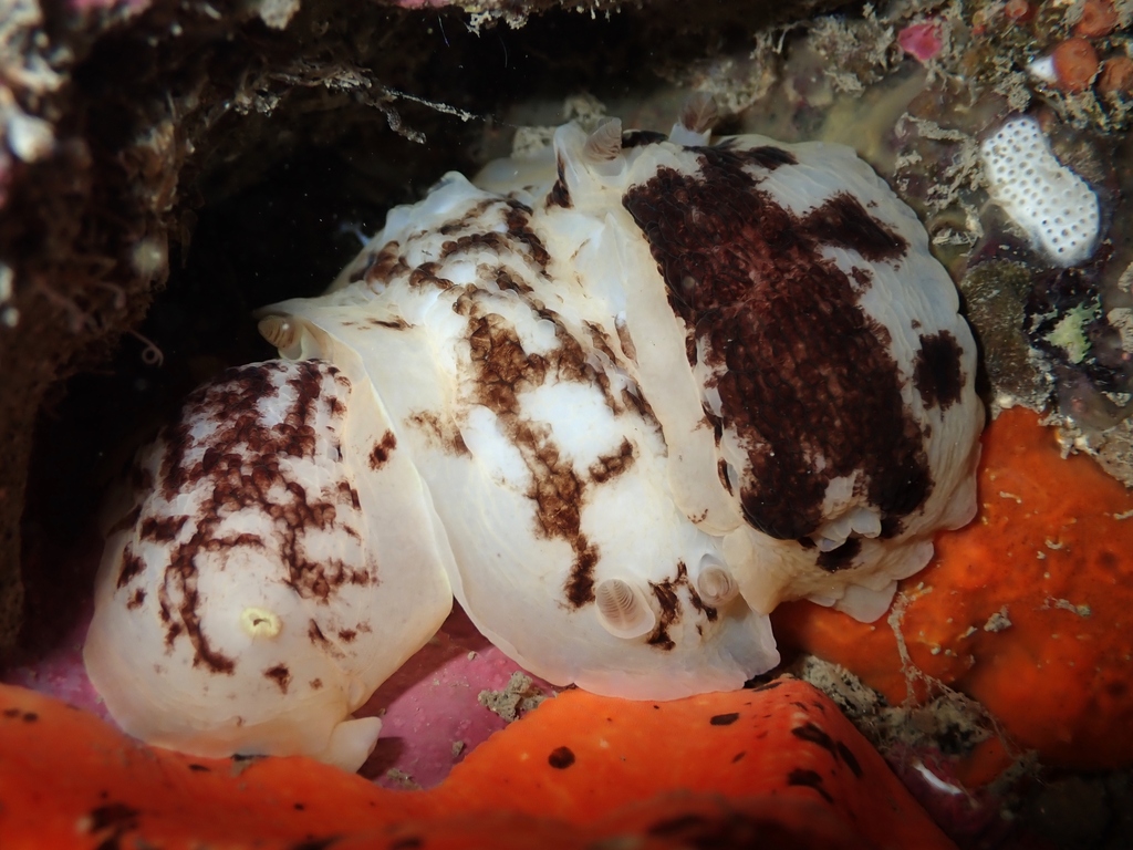 Variable Nudibranch from Hongoeka Bay South on August 30, 2022 at 03:28 ...