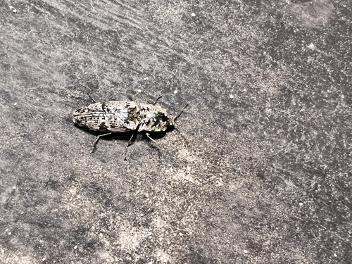 Cryptalaus podargus · iNaturalist