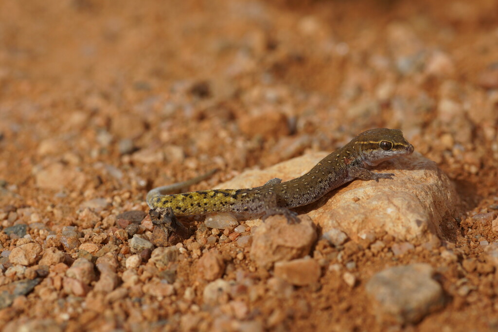 Harris Gecko from Sidi Ifni Province, Maroc on October 8, 2016 at 02:41 ...