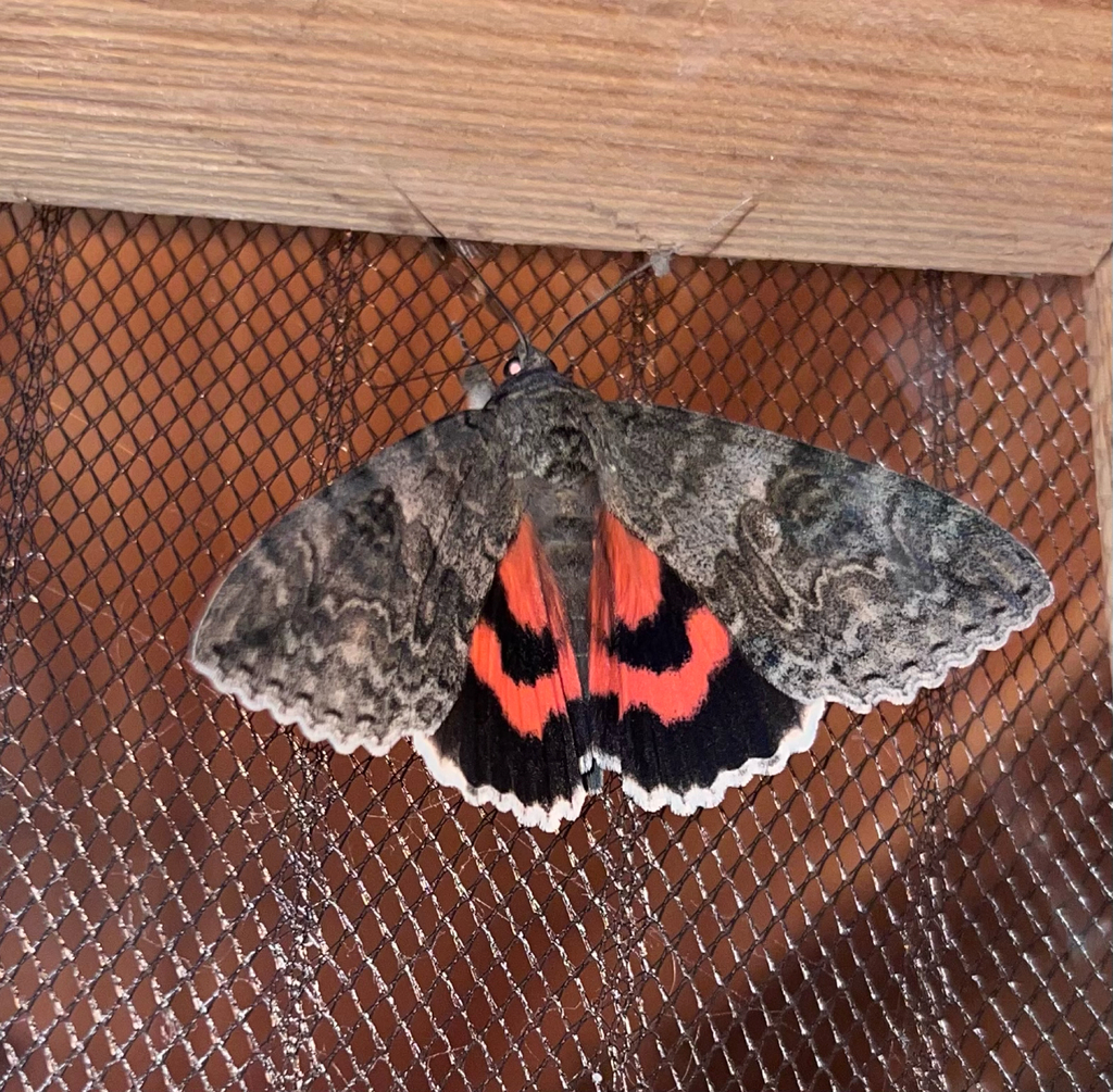 Red Underwing from Суздальский район on July 24, 2022 at 10:41 PM by ...